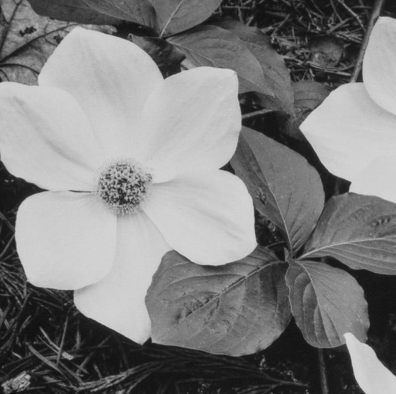 Ansel Adams, 'flowers', Fine Art Print, Various Sizes - Etsy