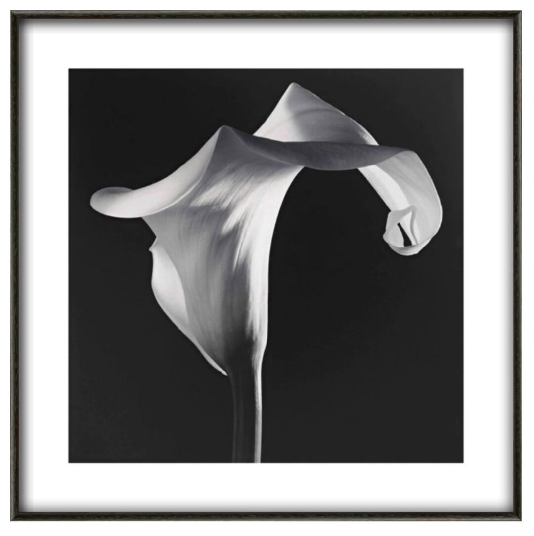 Robert Mapplethorpe, 'calla Lily', Fine Art Print, Various Sizes - Etsy UK