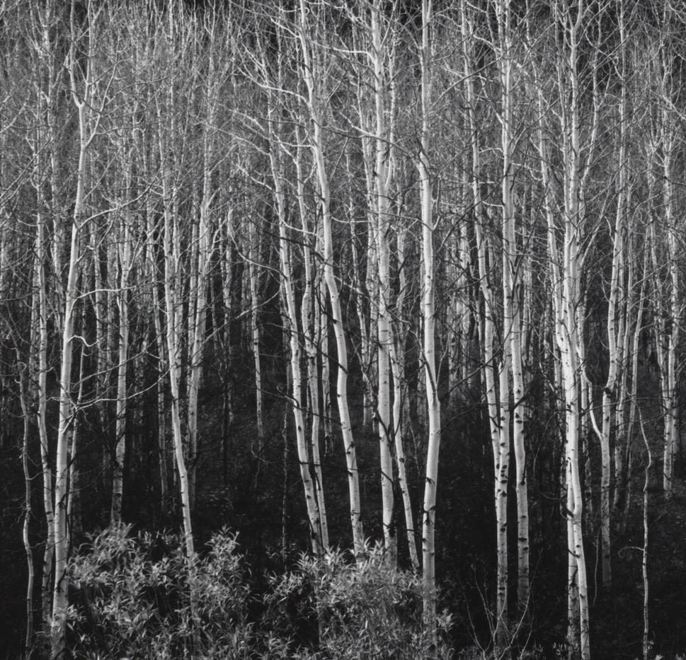 Ansel Adams, 'trees, River Canyon', Fine Art Print, Various Sizes - Etsy UK