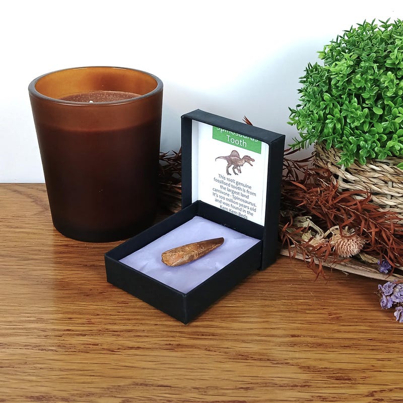 Teeth Case for Kids - Etsy UK