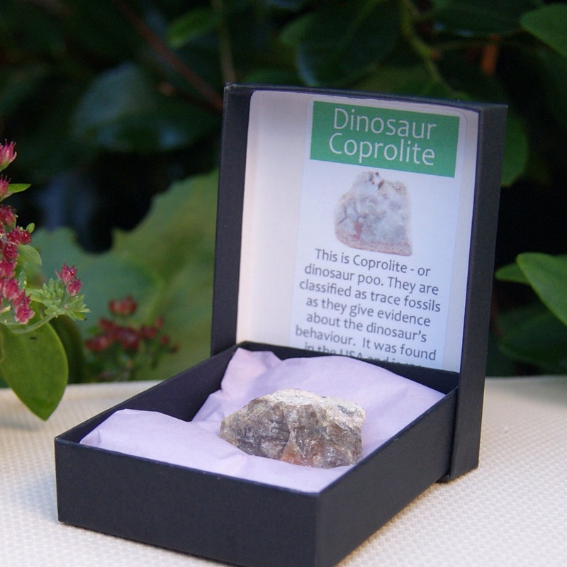 Coprolite - Etsy