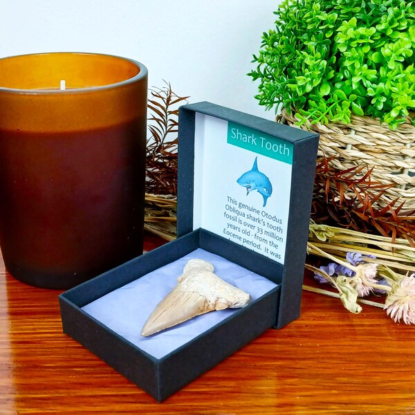 Shark - Etsy