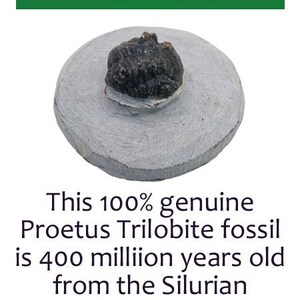 Proetus Gerastos Trilobite Fossil Matrix Silurian Prehistoric 4m/1 3/4 ...