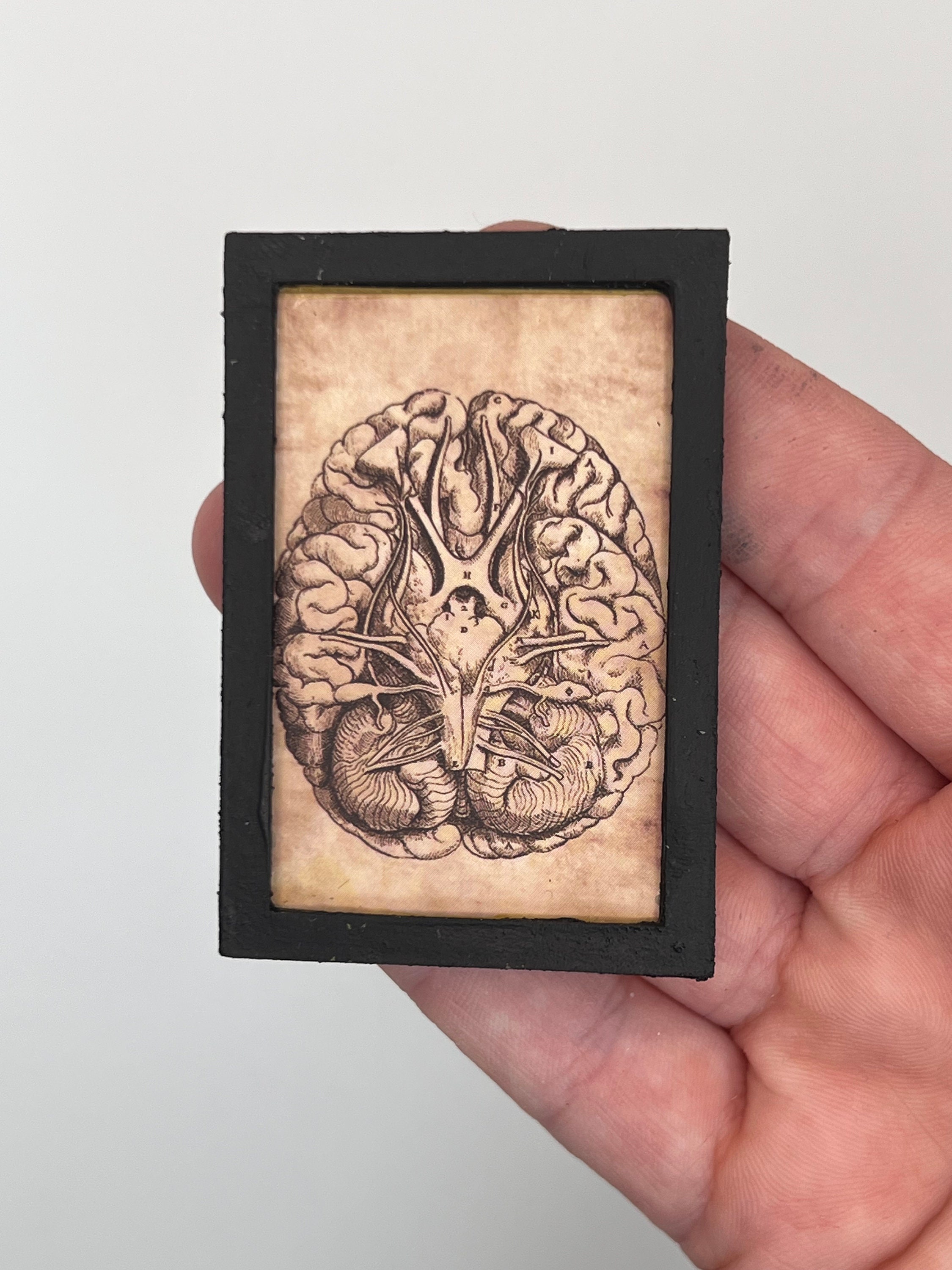 Miniature Anatomy Sketch of a Brain Sliced in Half - Etsy