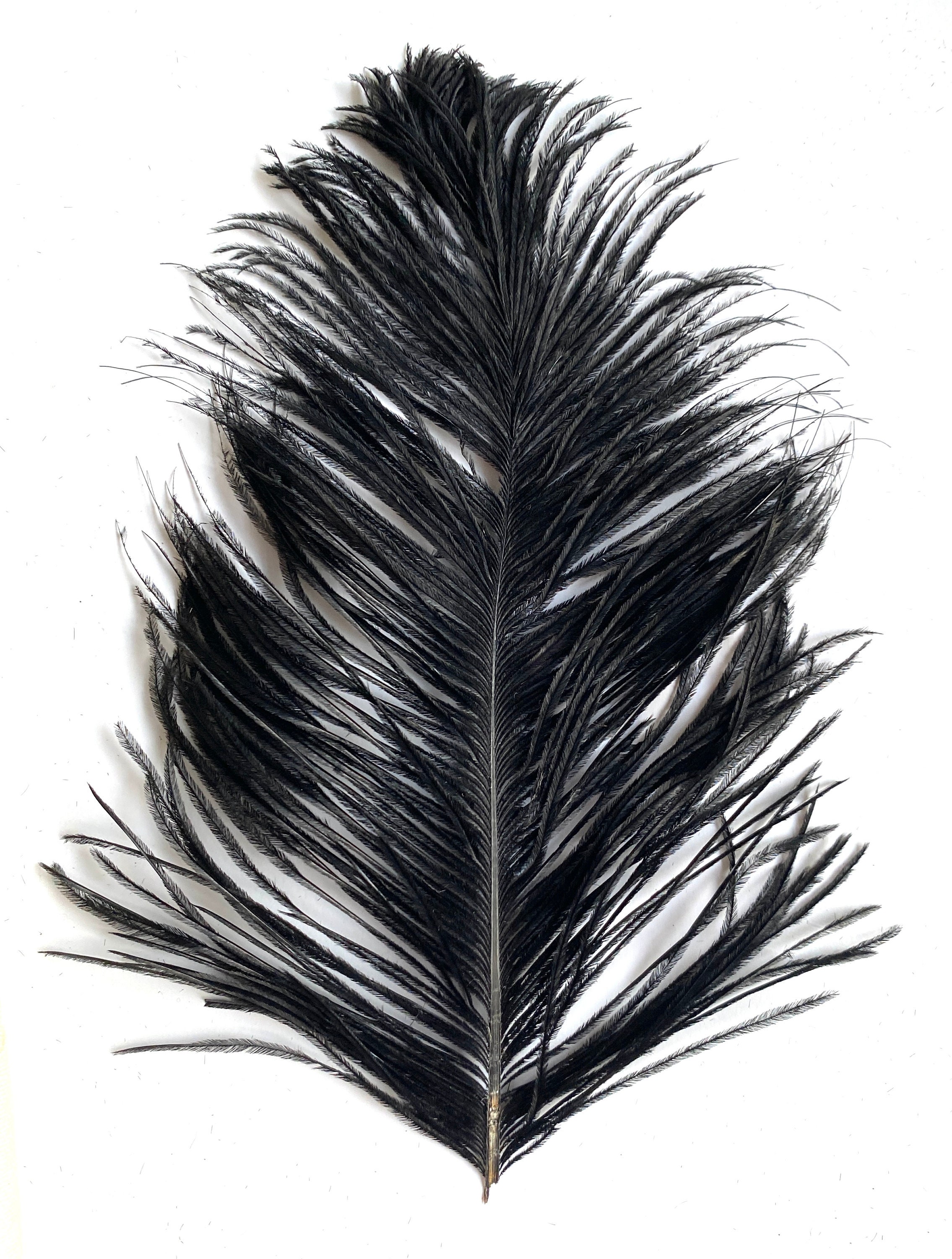 6 Vintage Simpson's of Piccadilly Black Ostrich Feathers - Etsy