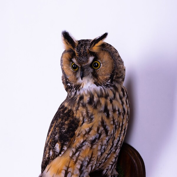 Taxidermy Owl - Etsy