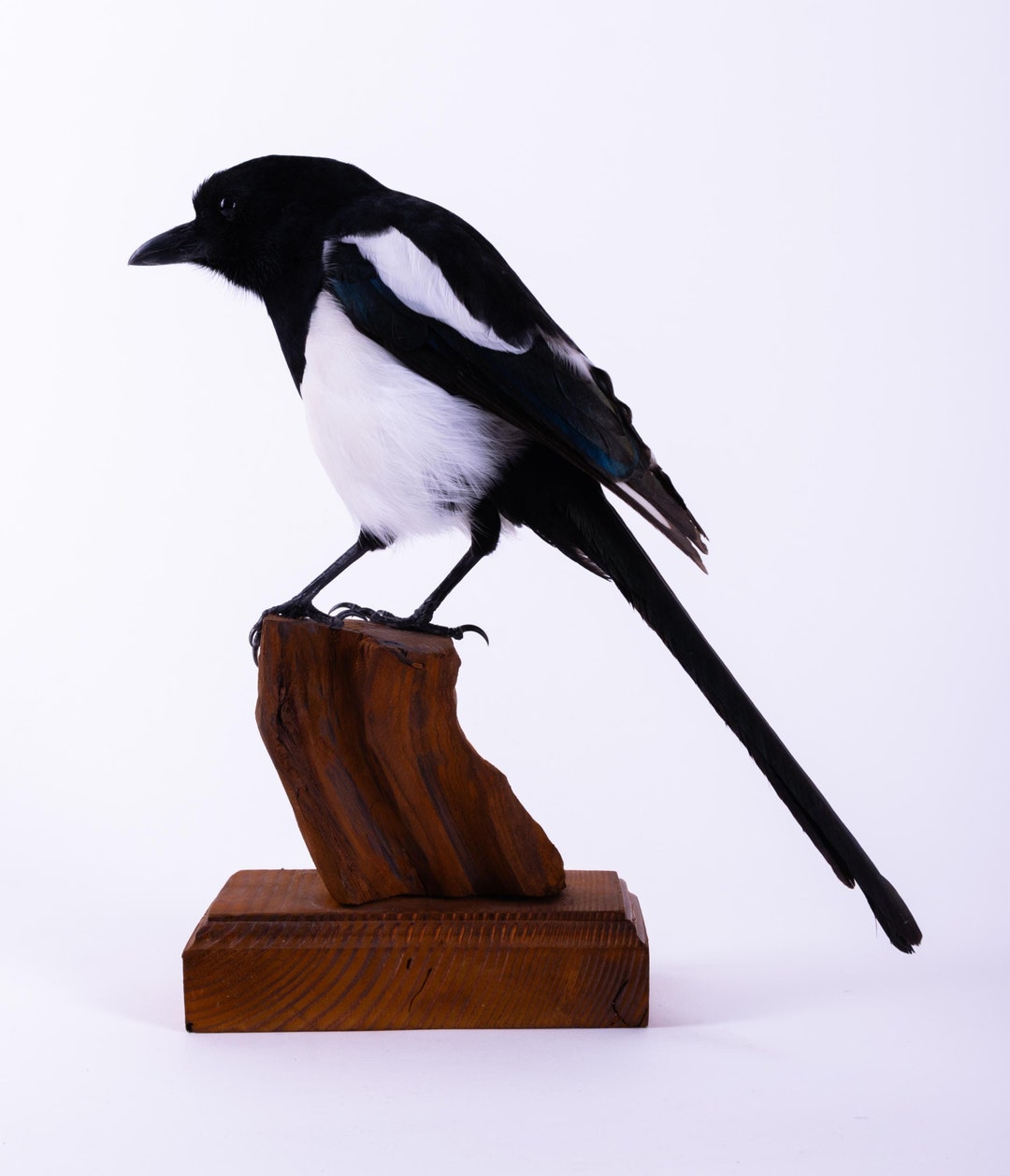 Taxidermy Magpie Bird Stuffed Animal Standing Mount Pica Pica - Etsy