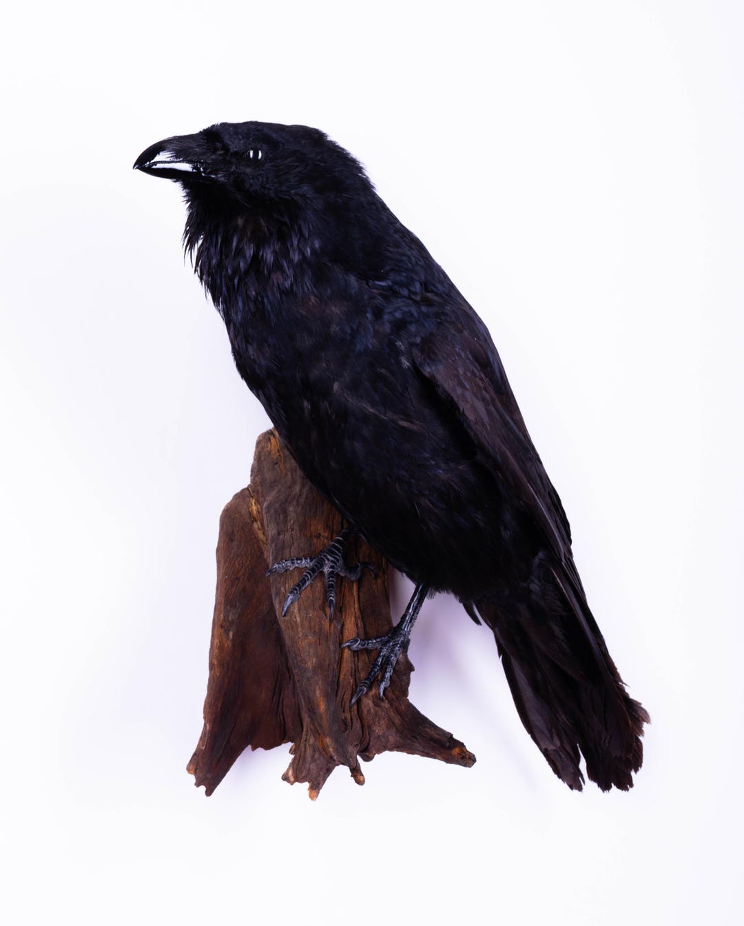 Taxidermy Raven Bird Stuffed Animal Wall Mount Gothic Corvus Corax - Etsy