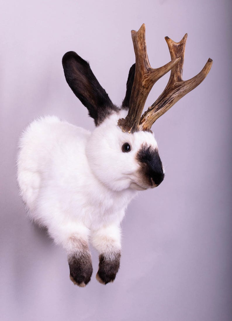 Taxidermy Jackalope Hare Bunny Horns Rabbit Real Stuffed Animal ...