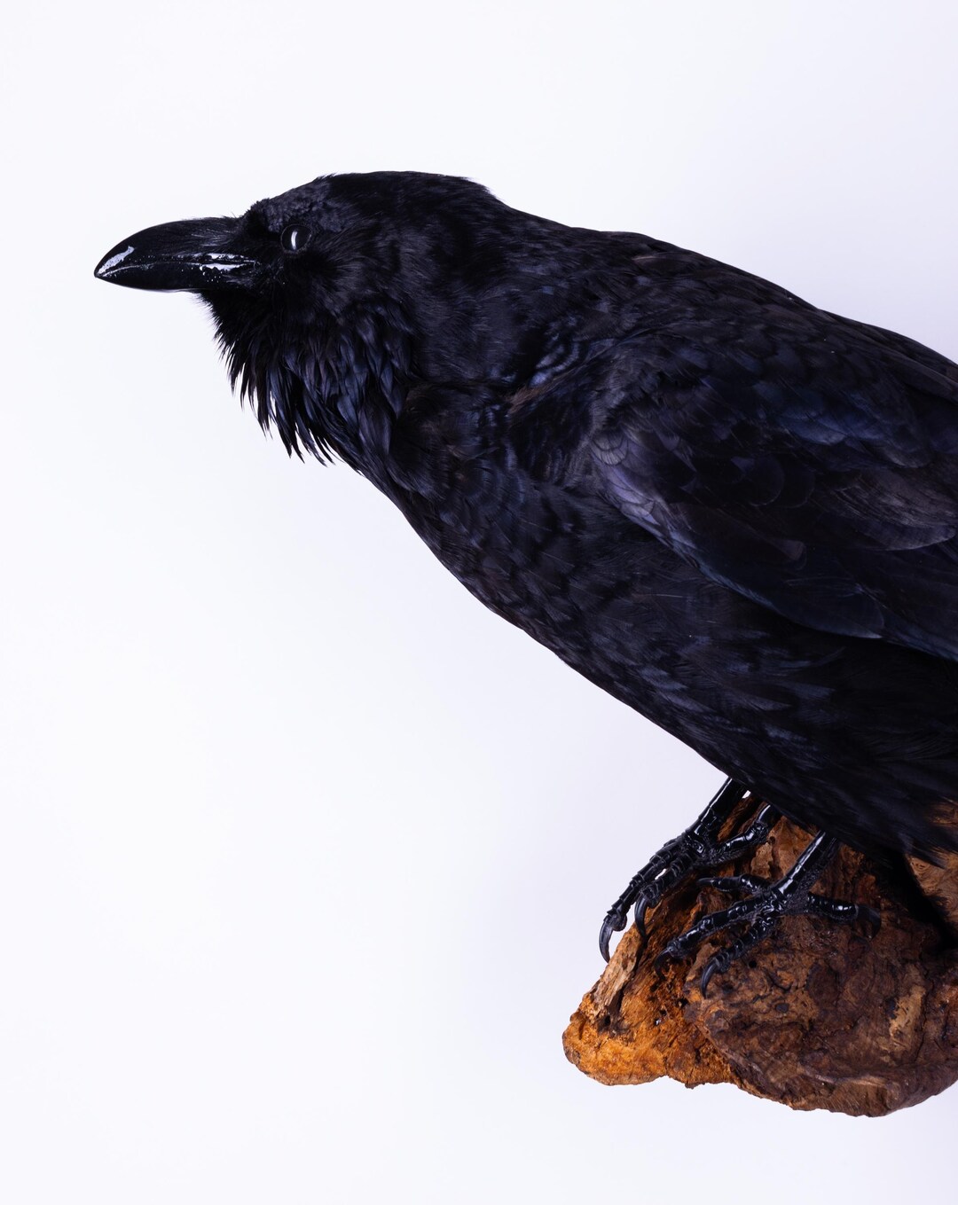 Taxidermy Raven Bird Stuffed Animal Wall Mount Gothic Corvus Corax - Etsy