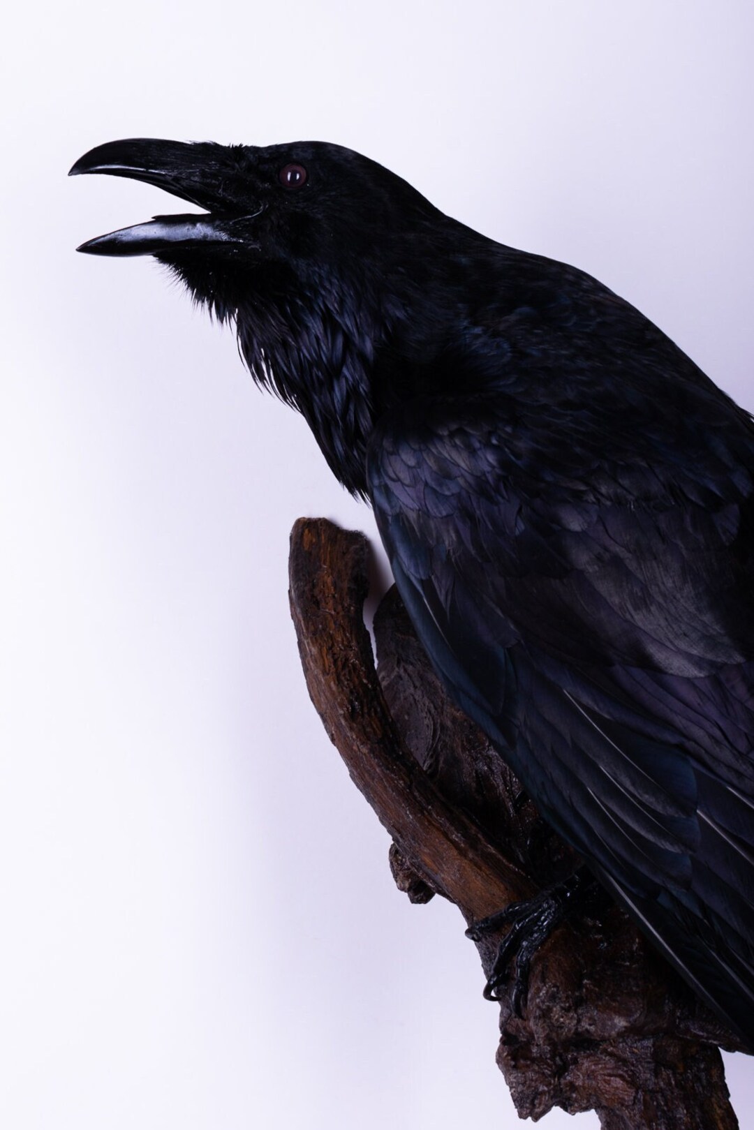 Taxidermy Raven Bird Stuffed Animal Wall Mount Gothic Corvus Corax - Etsy
