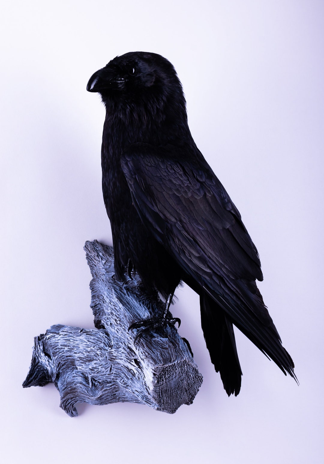Taxidermy Raven Bird Stuffed Animal Wall Mount Gothic Corvus Corax - Etsy