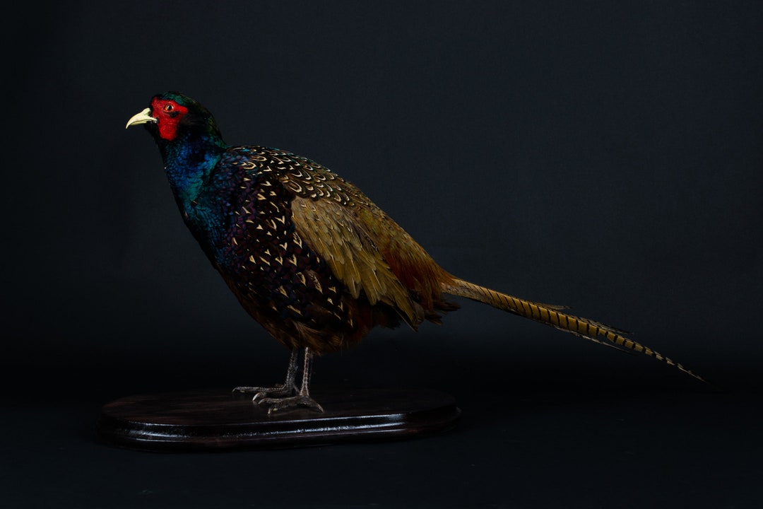 Taxidermy Pheasant Bird Stuffed Animal Mount Phasianus Colchicus - Etsy