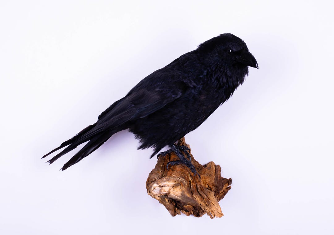 Taxidermy Raven Bird Stuffed Animal Wall Mount Gothic Corvus Corax - Etsy