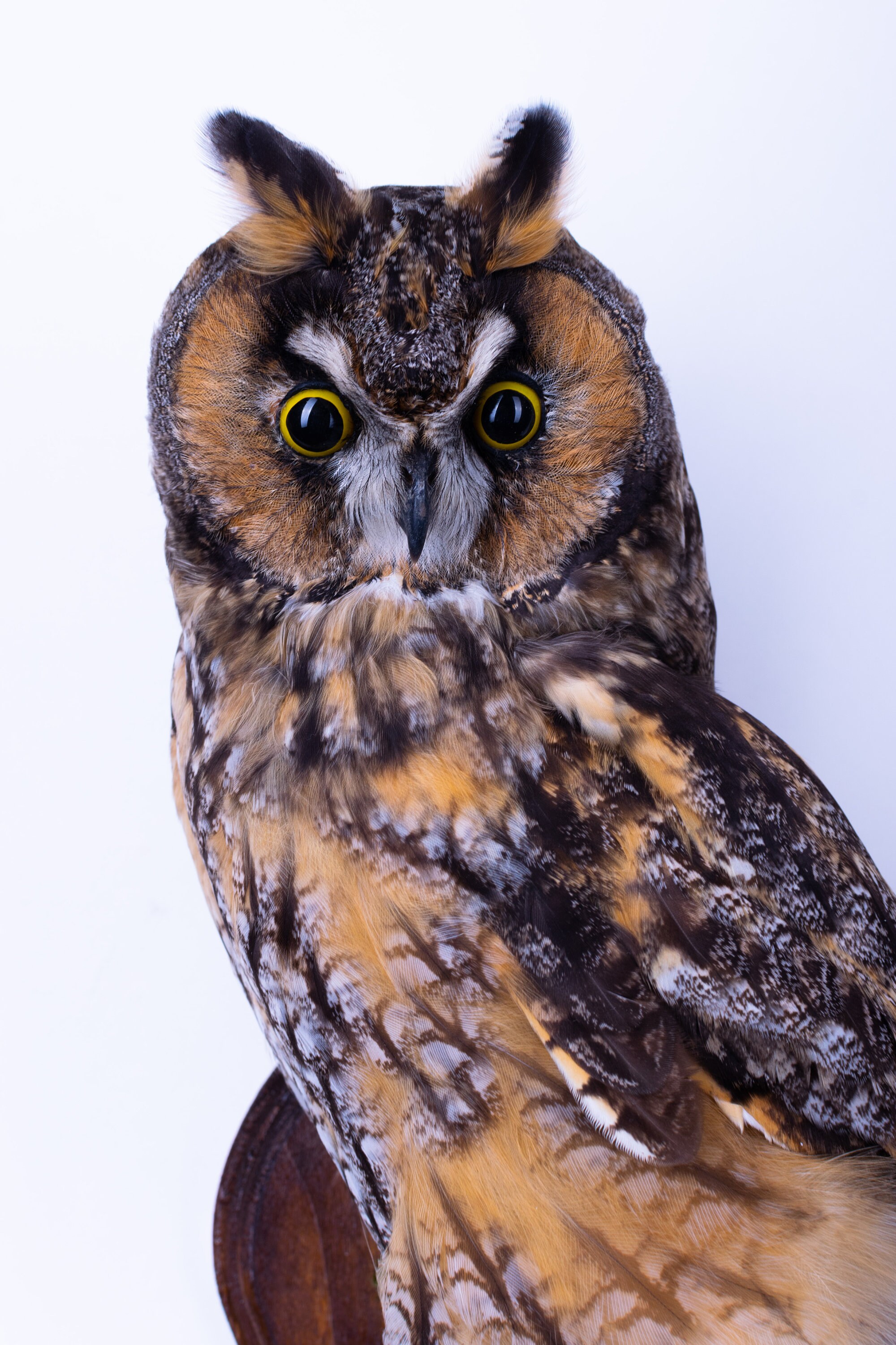 Taxidermy Owl Bird of Prey Stuffed Animal Wall Mount Asio Otus - Etsy