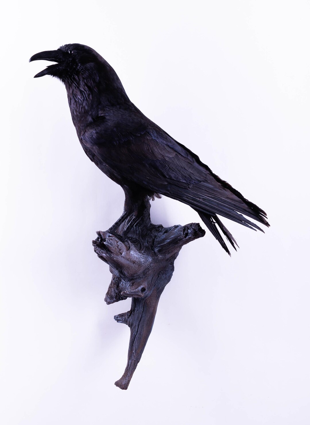 Taxidermy Raven Bird Stuffed Animal Wall Mount Gothic Corvus Corax - Etsy