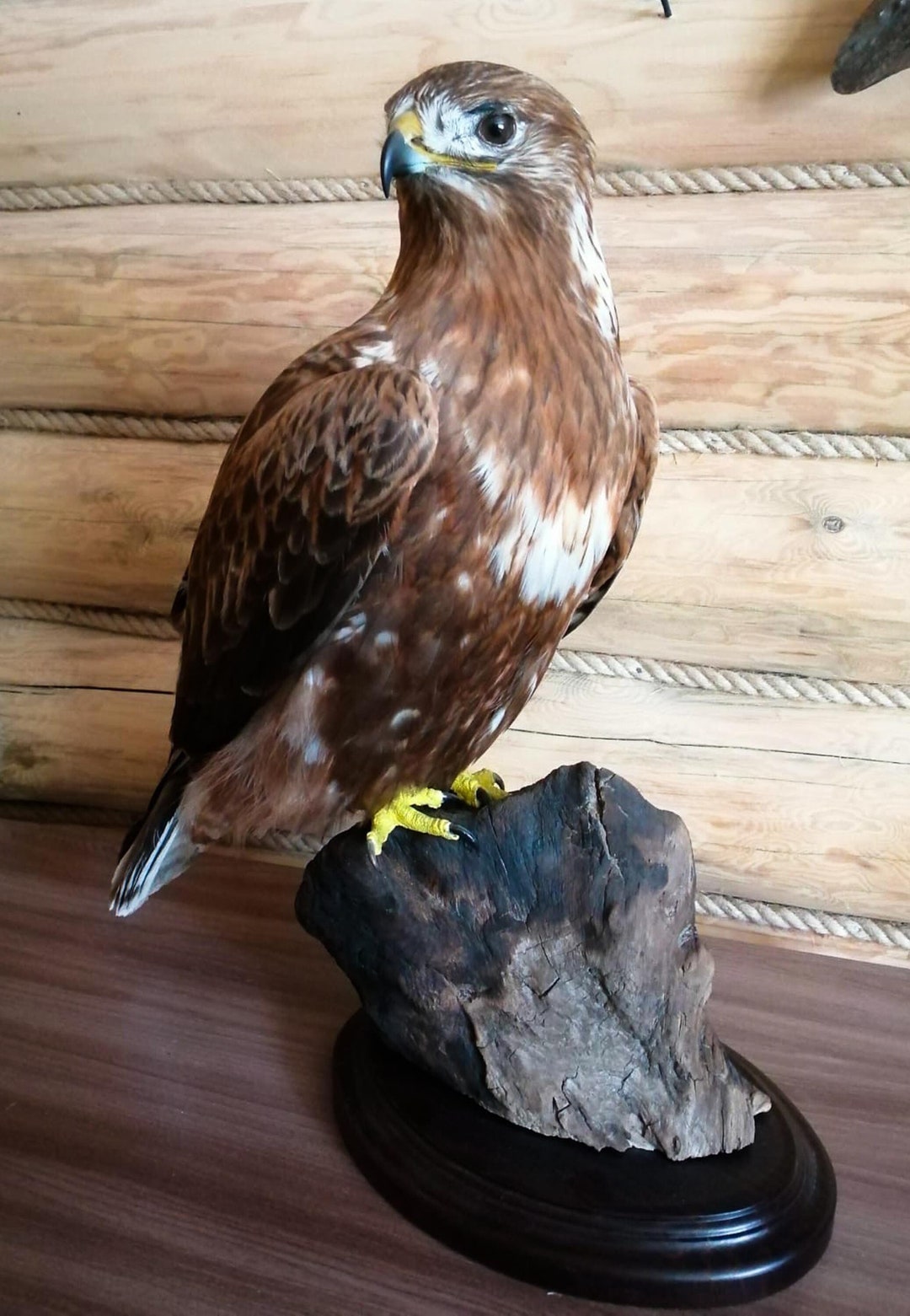 Taxidermy Red Kite Bird of Prey Falcon Stuffed Animal Standing Mount ...