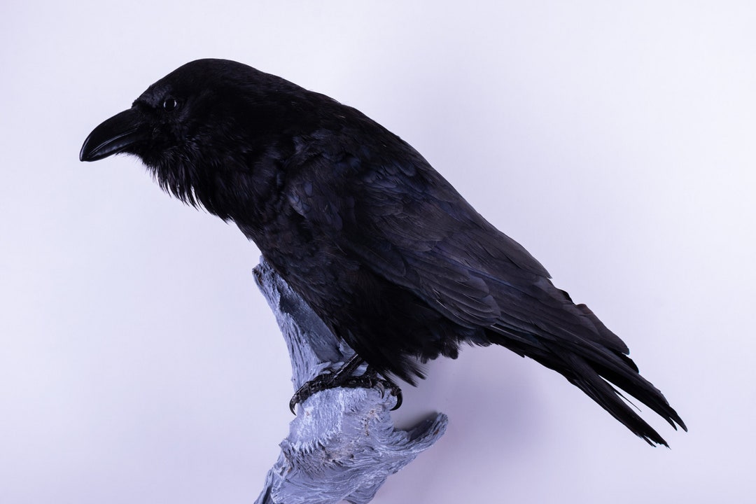 Taxidermy Raven Bird Stuffed Animal Wall Mount Gothic Corvus Corax - Etsy