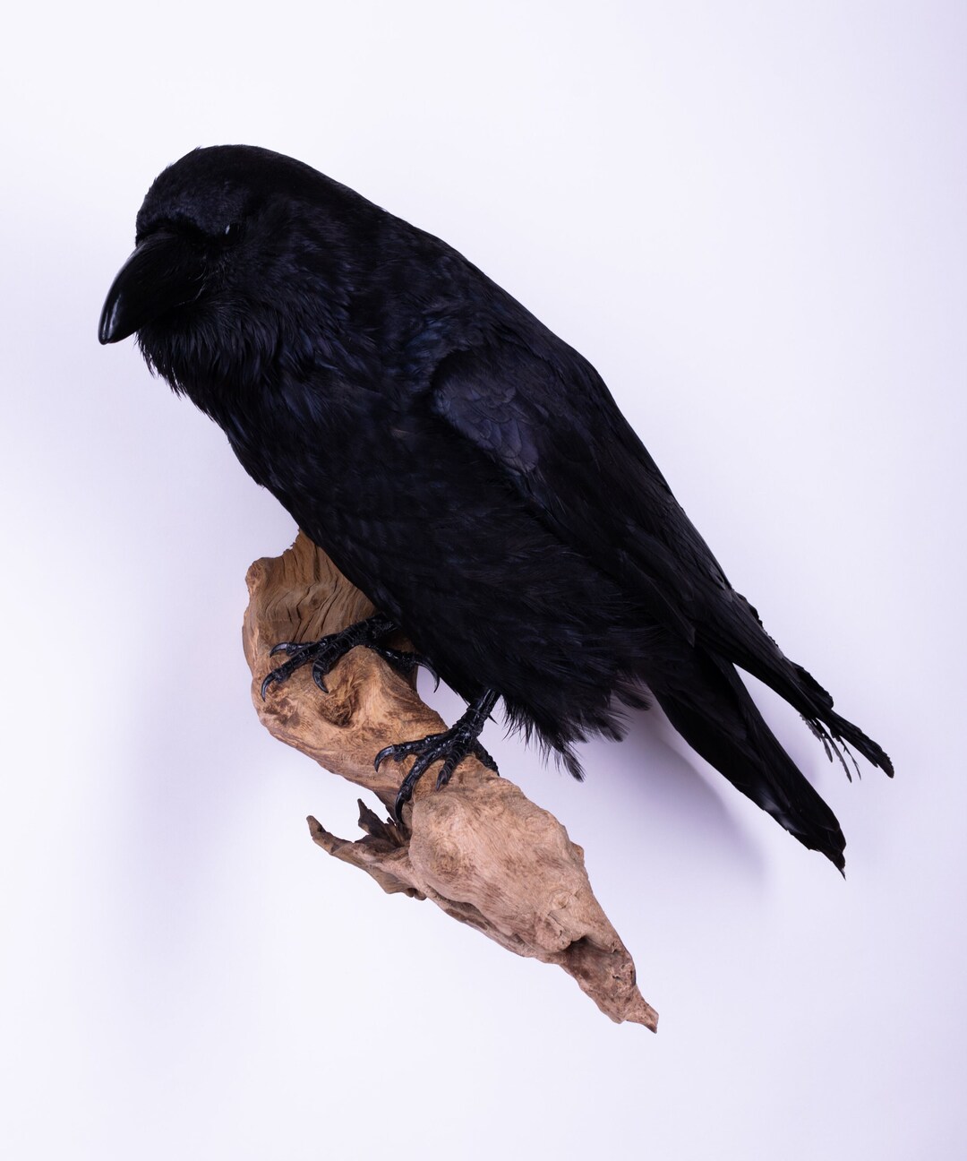 Taxidermy Raven Bird Stuffed Animal Wall Mount Gothic Corvus Corax ...