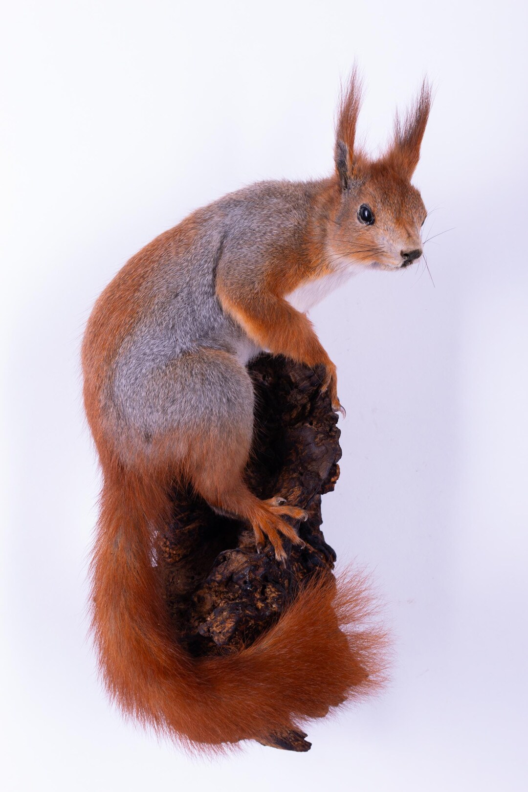 Taxidermy Squirrel Stuffed Animal Wall Mount Mammal Log Cabin Decor - Etsy