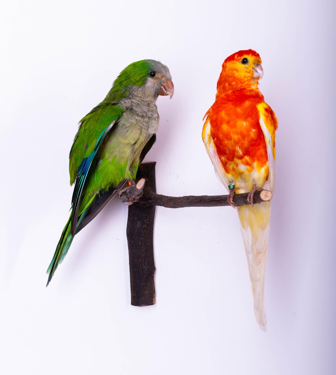 Taxidermy Bird Parrot Monk Parakeet With Aratinga Stuffed Animal Wall ...