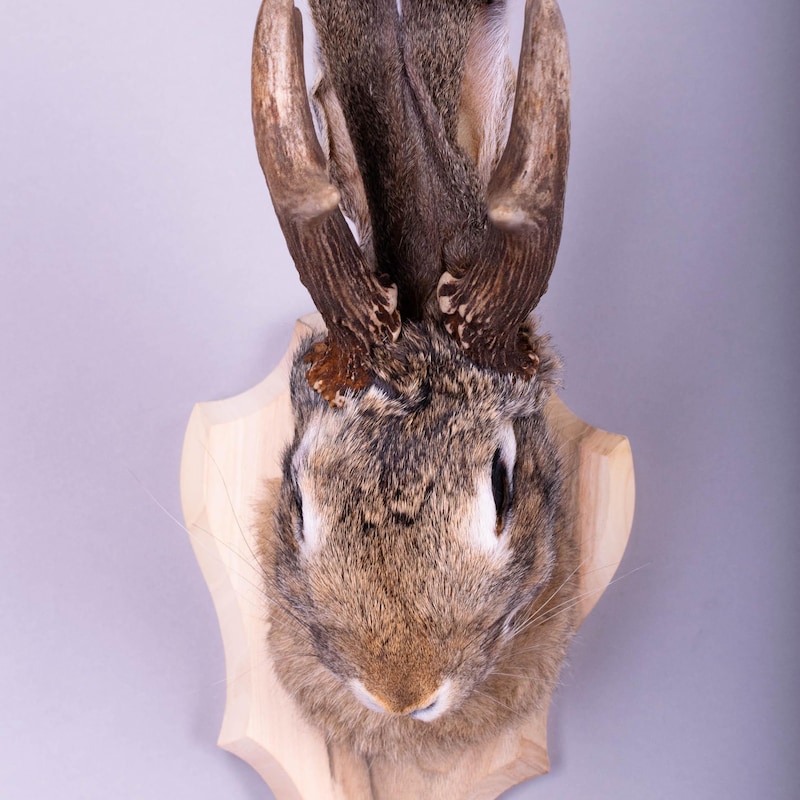 Jackalope Taxidermy - Etsy