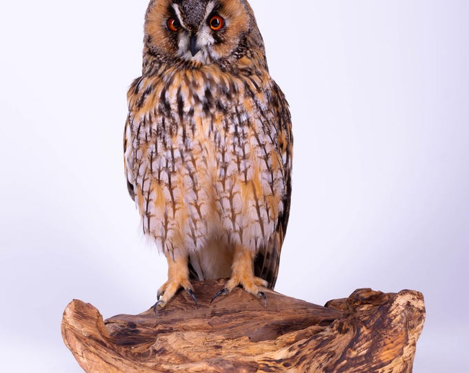 Taxidermy Bird Long-eared Owl Bird of Prey Real Stuffed Bird Animal ...