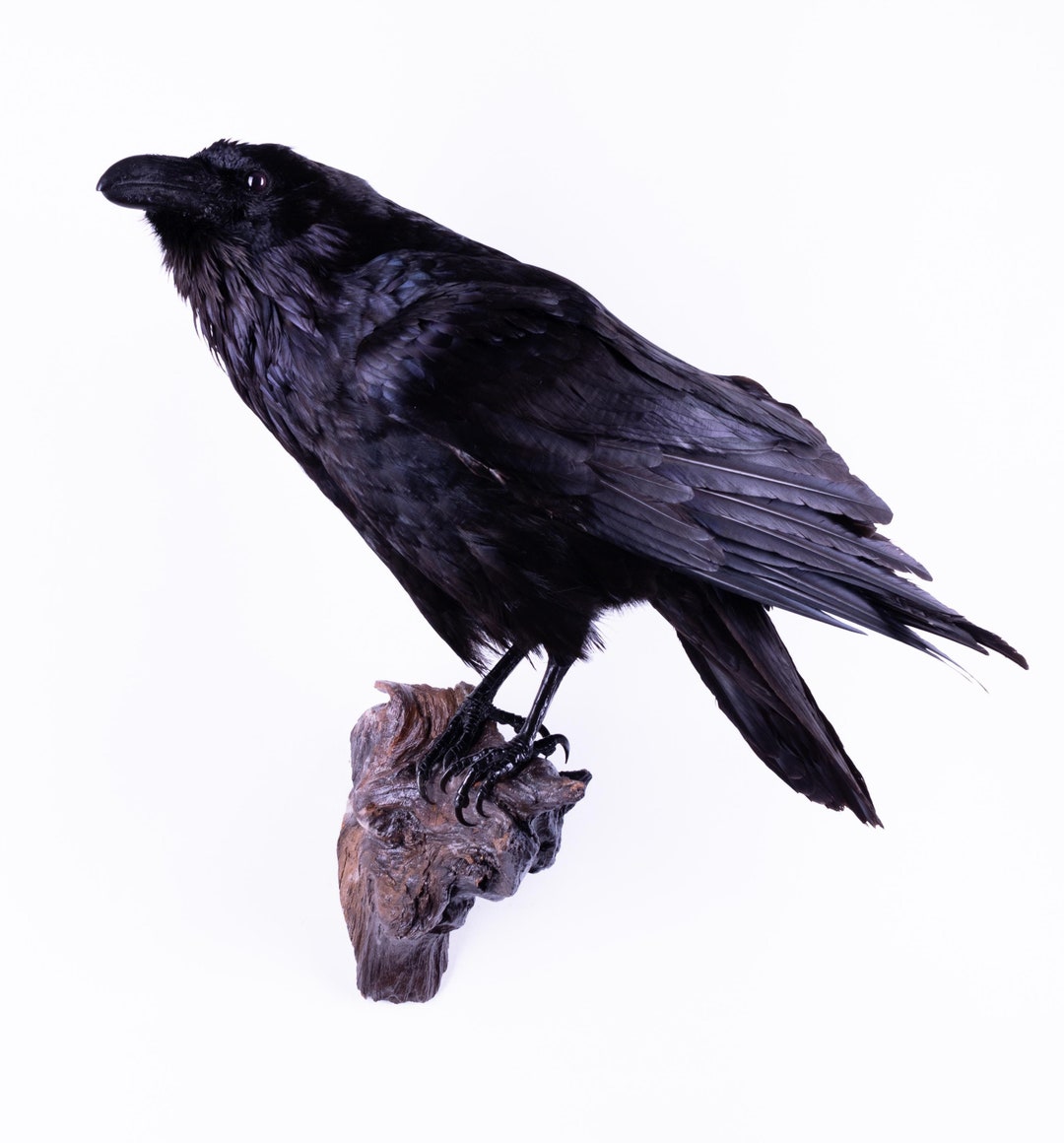 Taxidermy Raven Bird Stuffed Animal Wall Mount Gothic Corvus Corax - Etsy