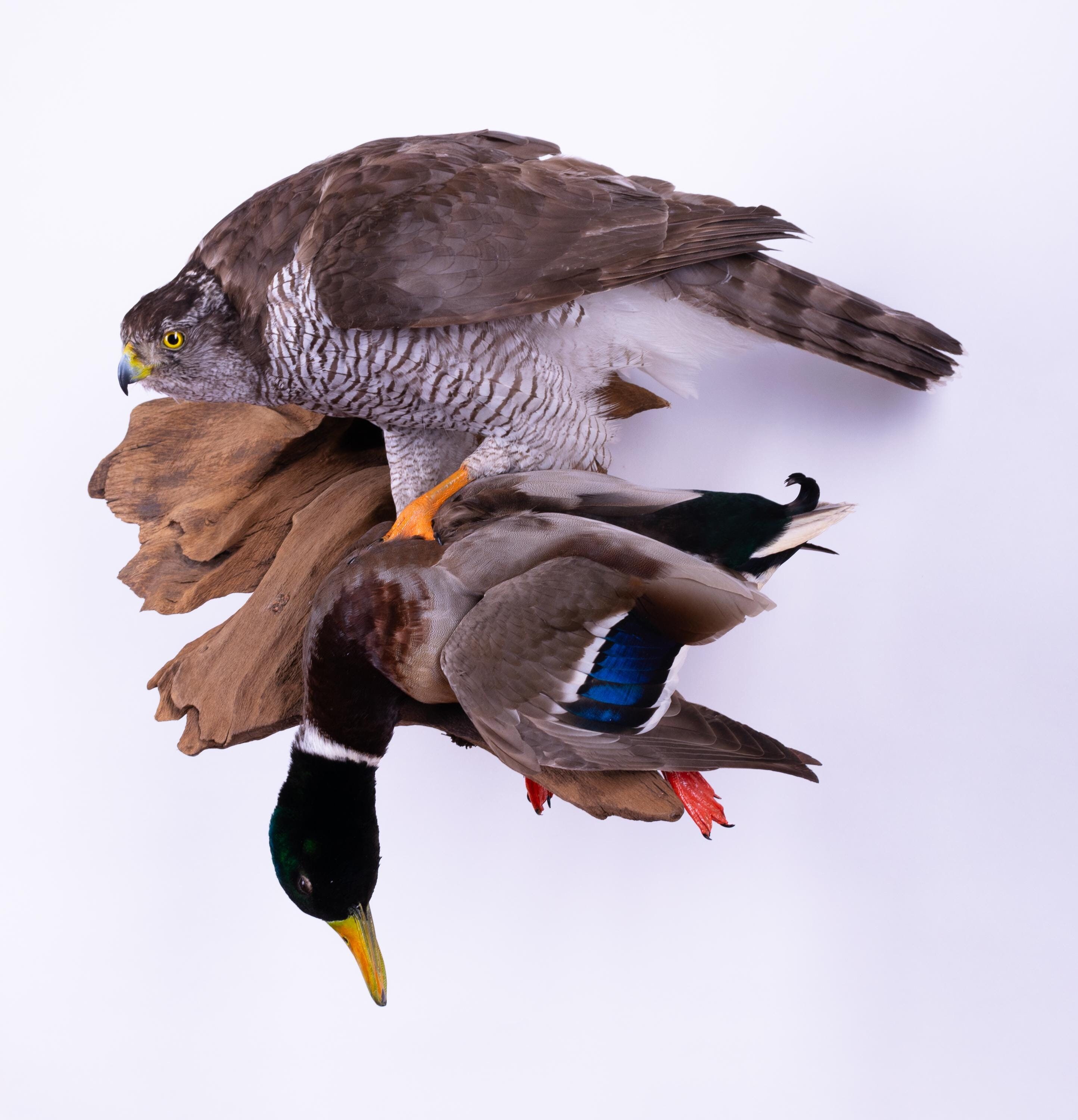 Taxidermy Bird Eurasian Goshawk With Duck Bird of Prey New Stuffed Animal Wall Mount Accipiter ...