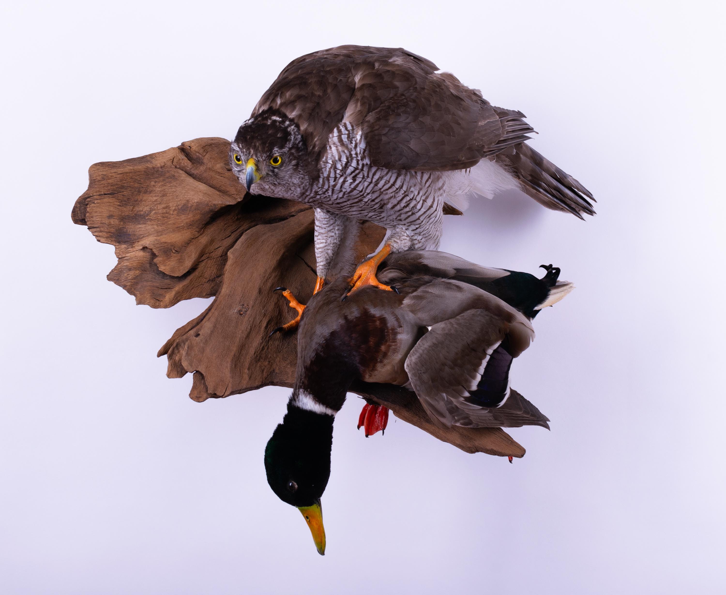 Taxidermy Bird Eurasian Goshawk With Duck Bird of Prey New Stuffed Animal Wall Mount Accipiter ...