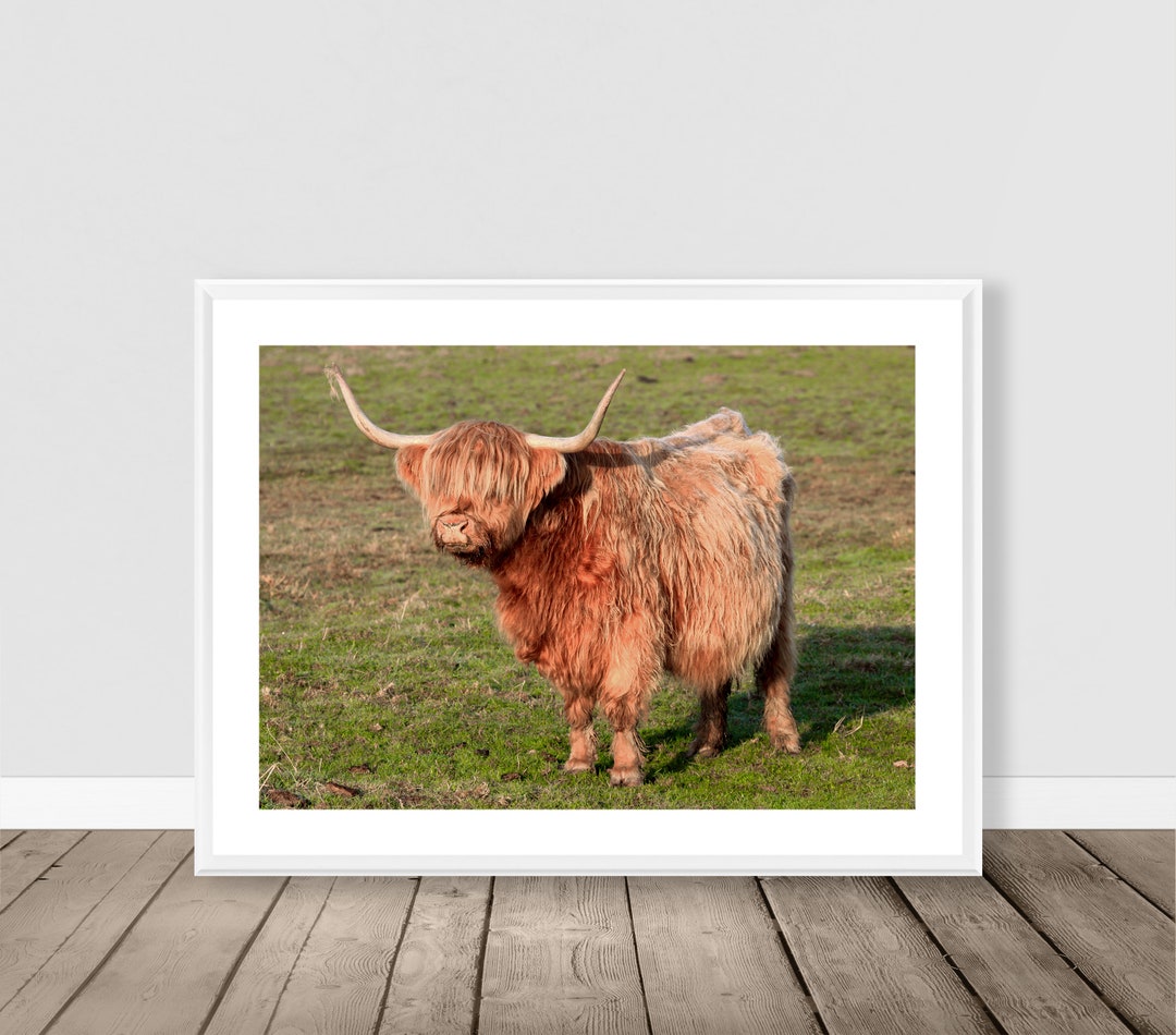 Highland Cow Print Printable Digital Download, Wildlife Photography, A2 ...