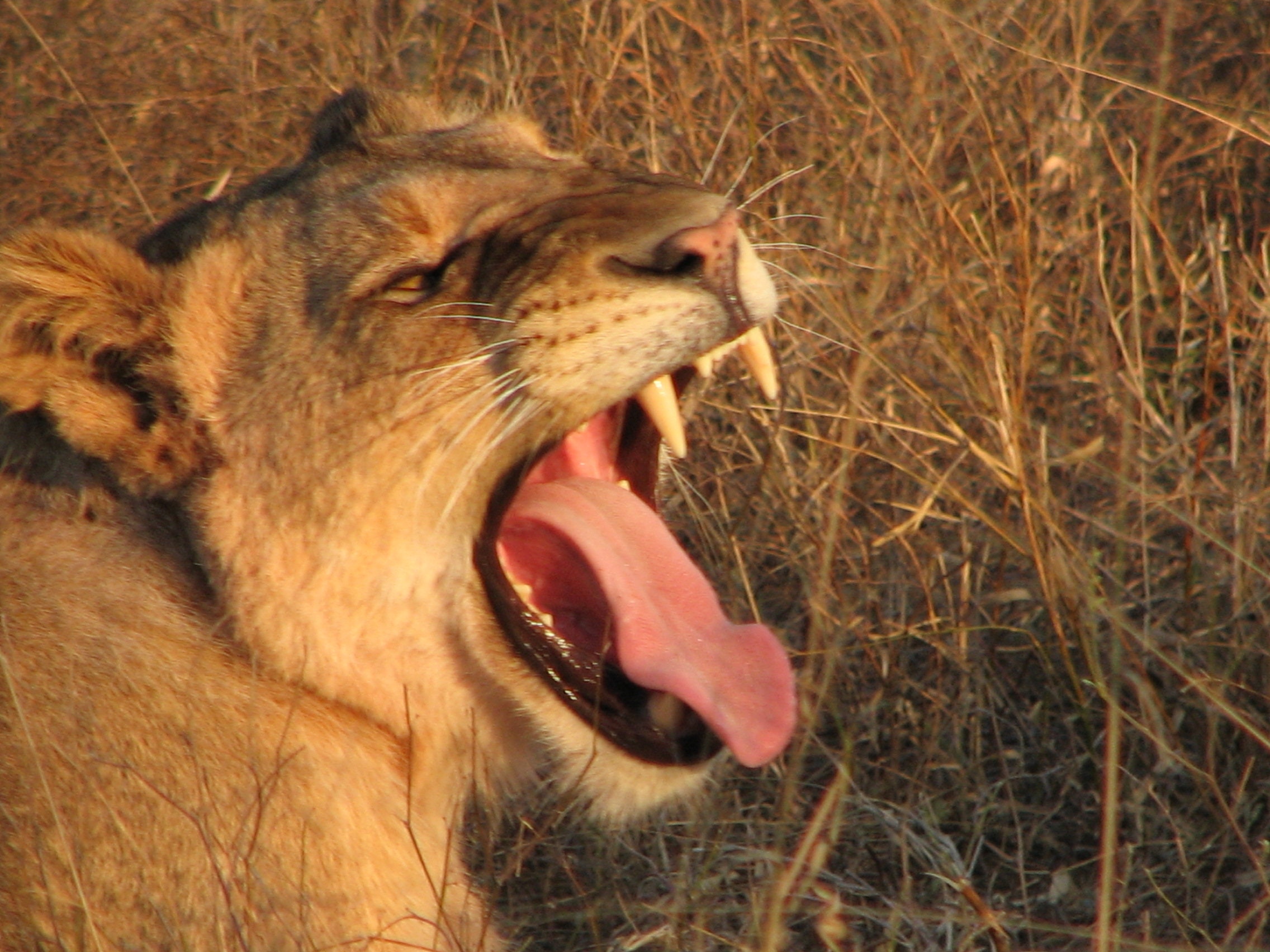 Lioness Showing Her Fangs - Etsy