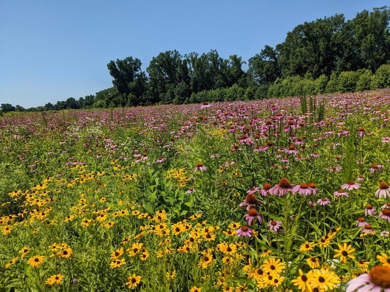 NATIVE Regional Wildflower Seed Bombs – Handmade for Pollinator Support ...