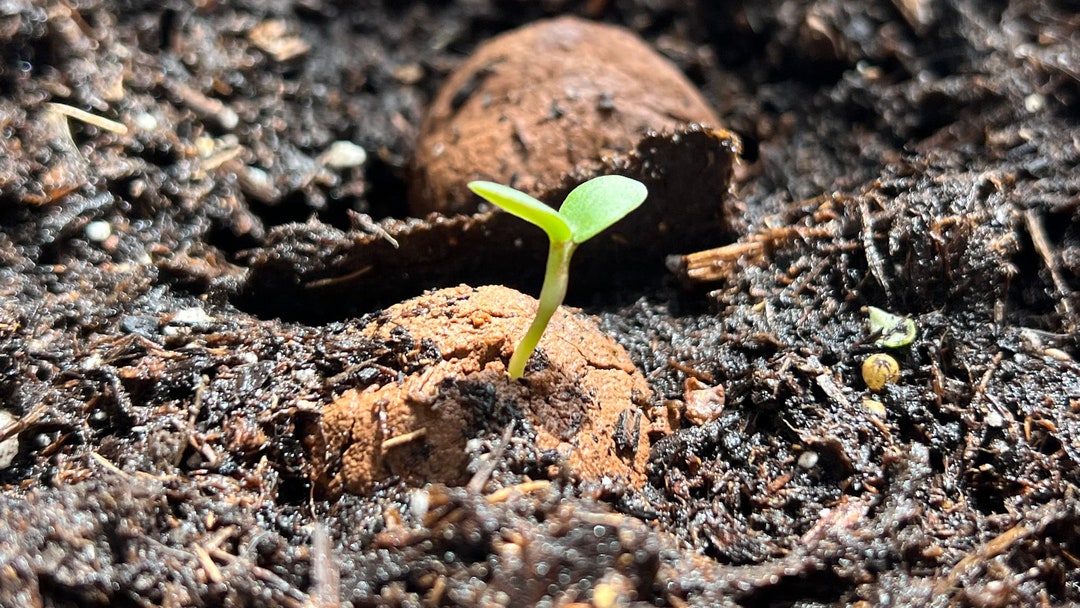 15 Flower Seed Bombs, Pollinator Friendly, Songbird Friendly, Gardening ...