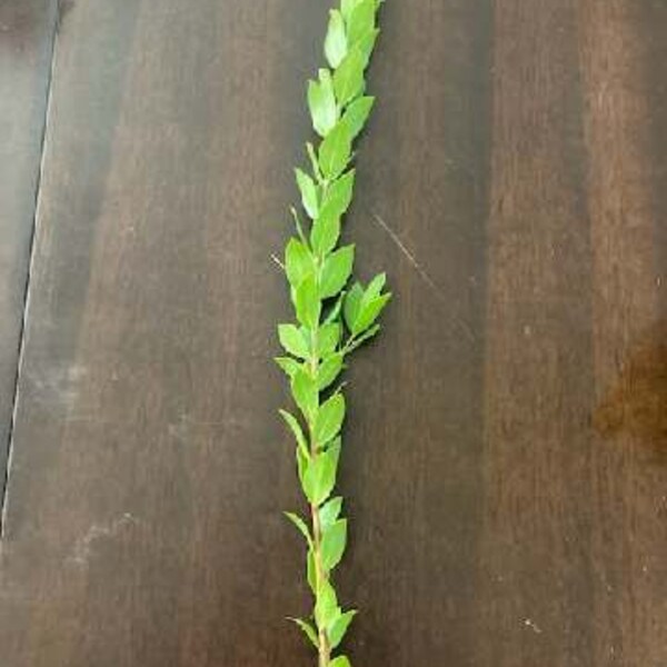 Myrtle Flower - Etsy