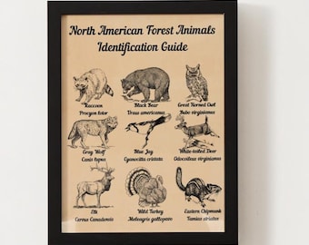 North American Forest Animals Poster | Wildlife ID Guide | Vintage ...