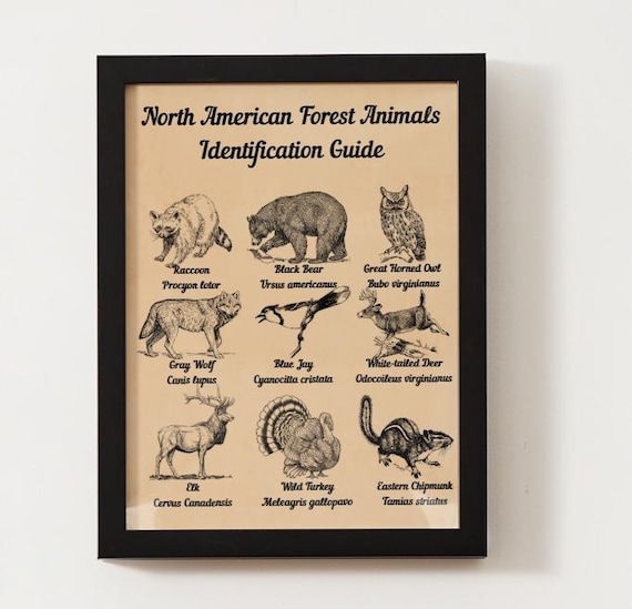 Forest Animals List North America