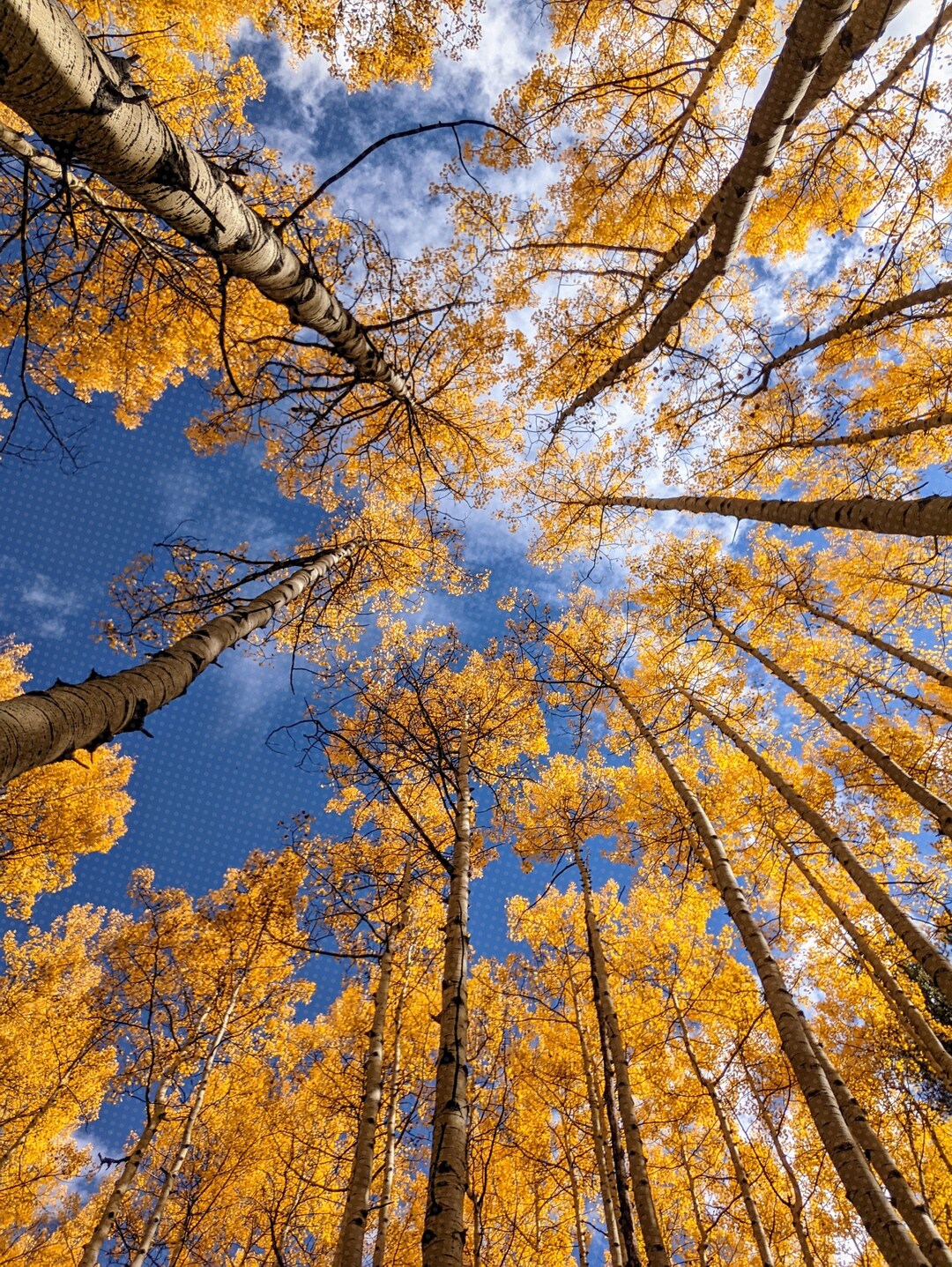 Yellow Aspen Trees During Fall in the Rocky Mountains in Colorado Near ...