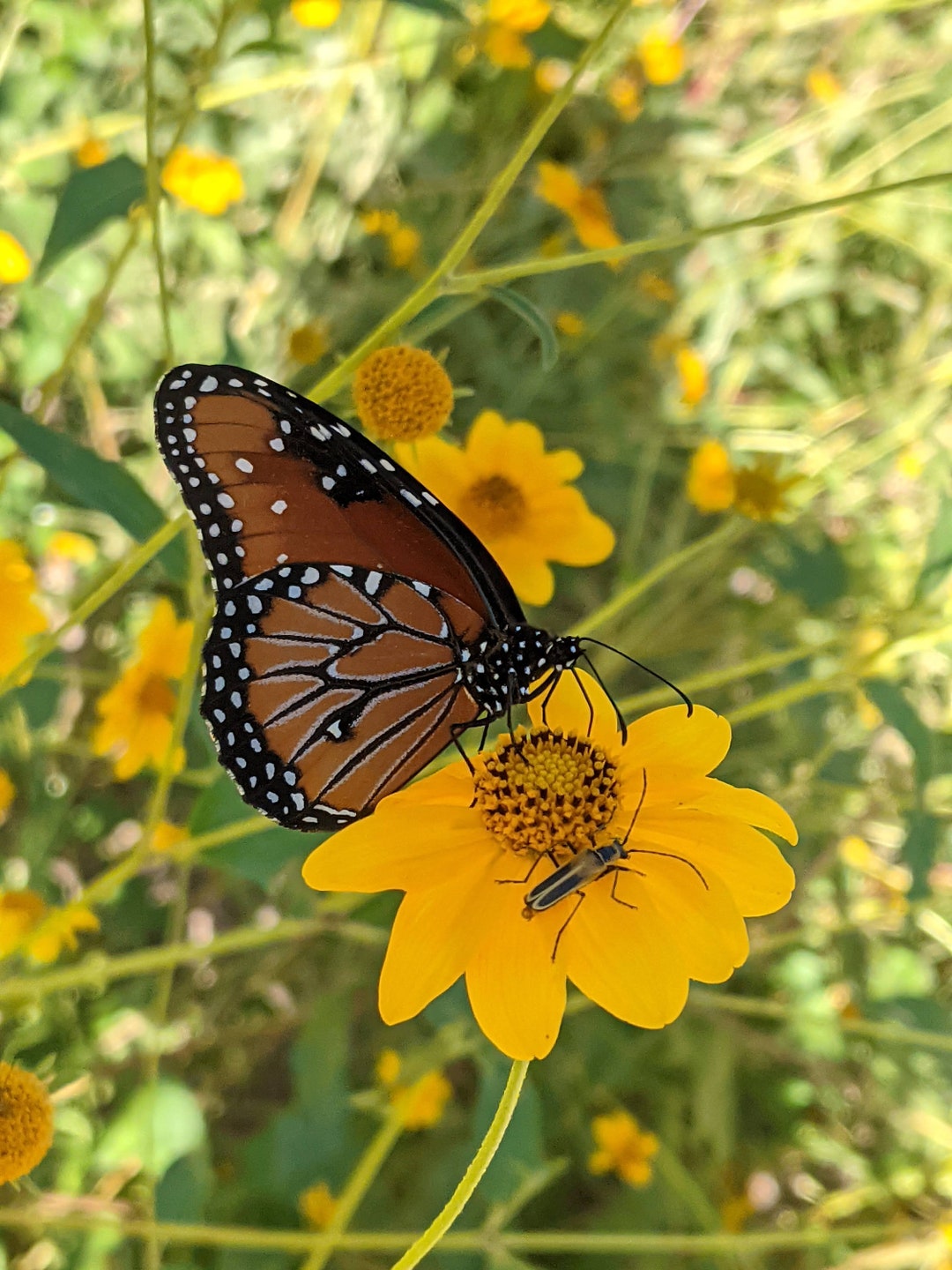 Monarch Butterfly on Wild Yellow Flowers in the Summer Near Dripping ...