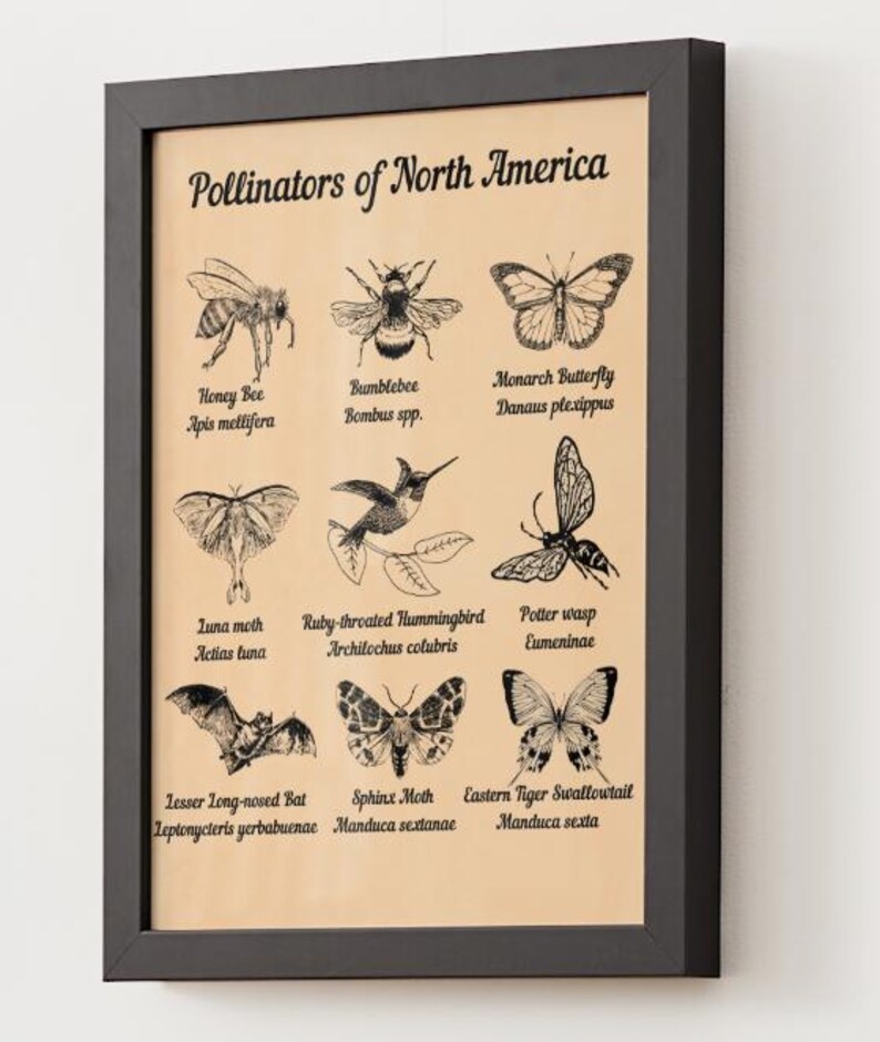 Bee & Butterfly Pollinators Vintage Poster | North America Natural ...