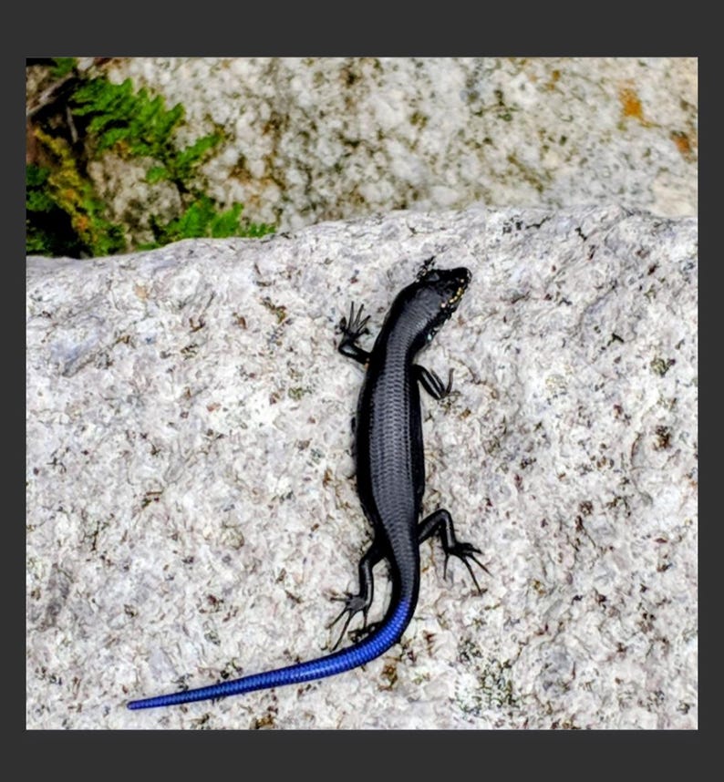 Blue-tailed Skink Art Print: Herpetology Decor (digital Download) - Etsy