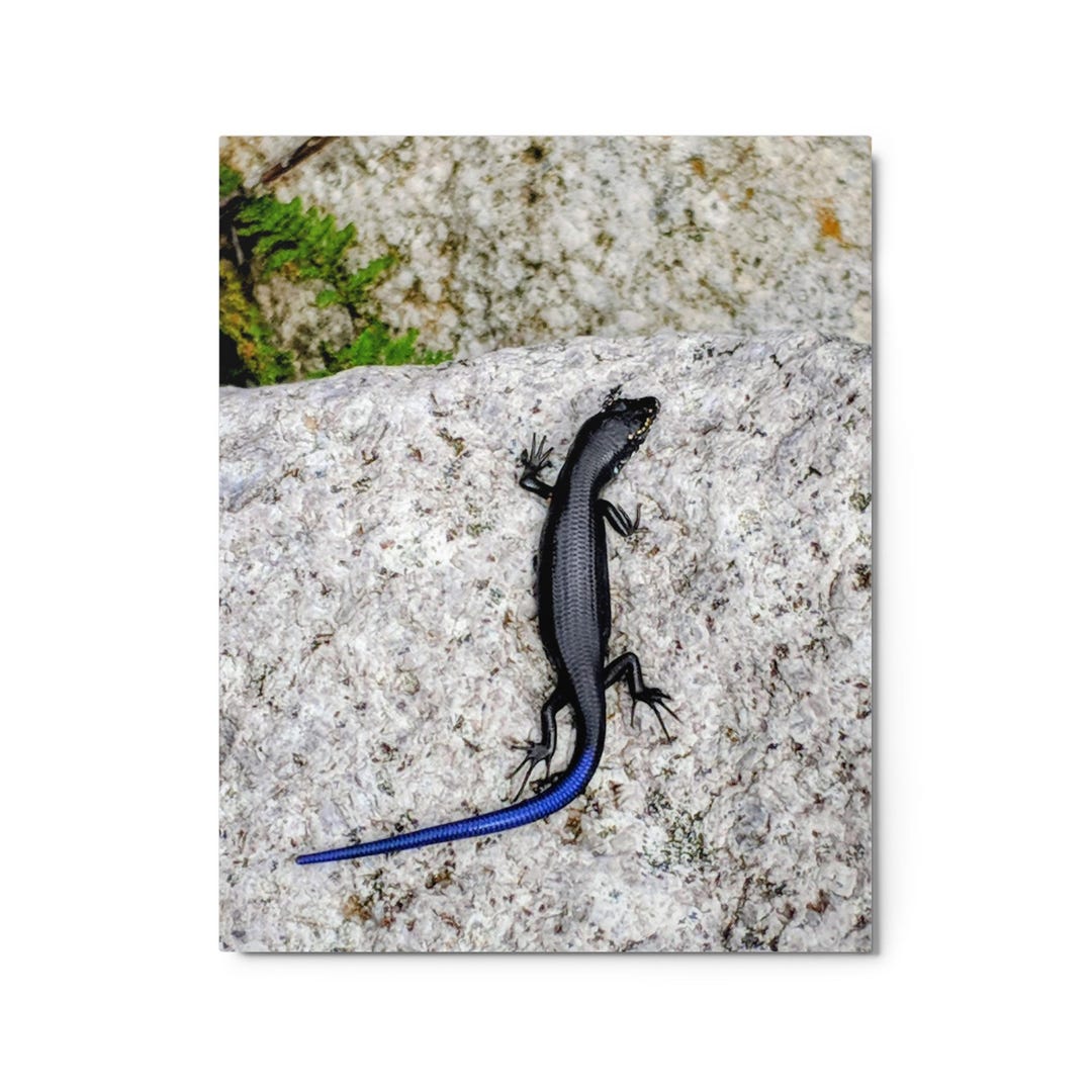 Blue-tailed Skink Art Print: Herpetology Decor (metal Print) - Etsy