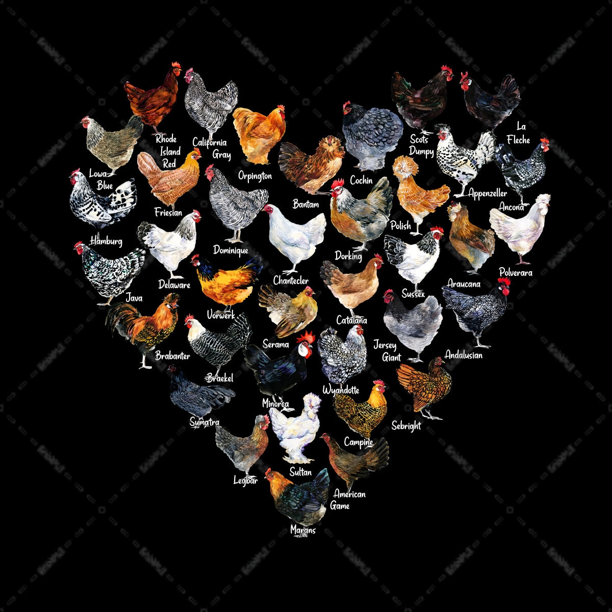 Chicken Heart Shape, Kinds of Chicken, for Chicken Owners and Lovers ...