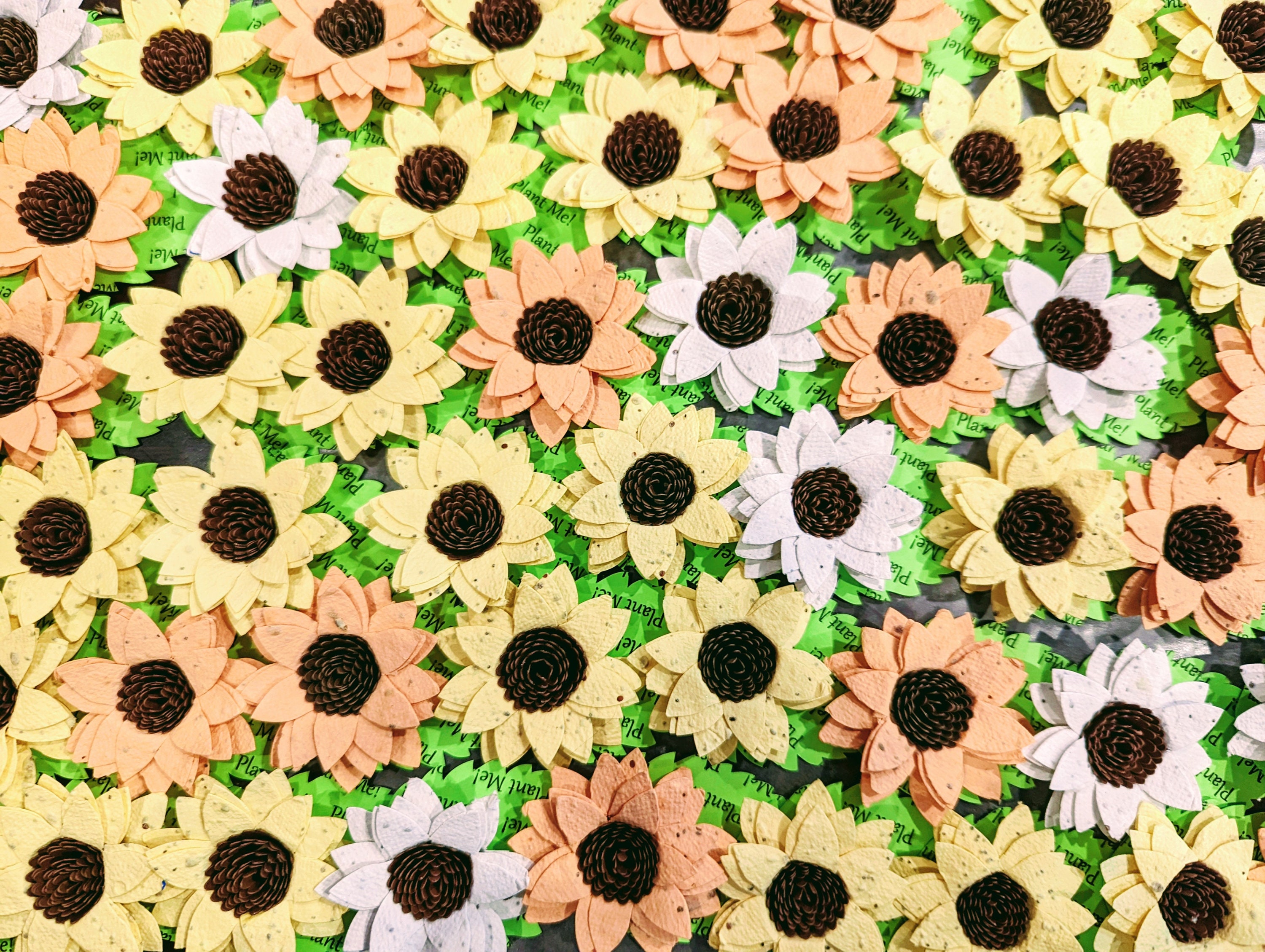Seed Paper Sunflower Minis - Etsy