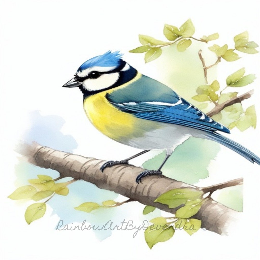 Blue Tit Clipart 10 High Quality Jpgs,songbird Art,blue Tit Images, Sky ...