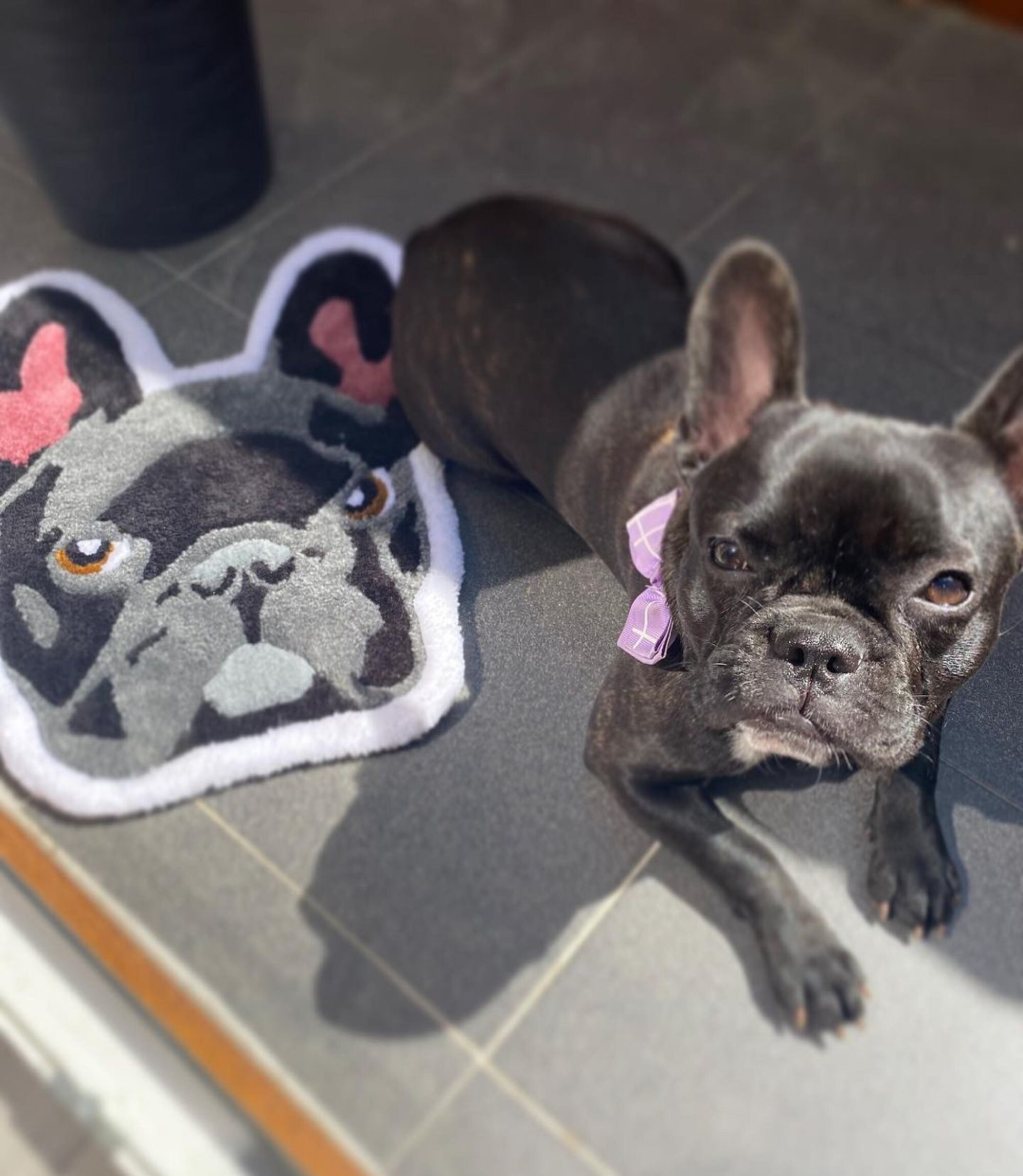 Custom Pet Portrait Tufting Rug Handmade Fluffy Tufted Rug, Art Rug ...