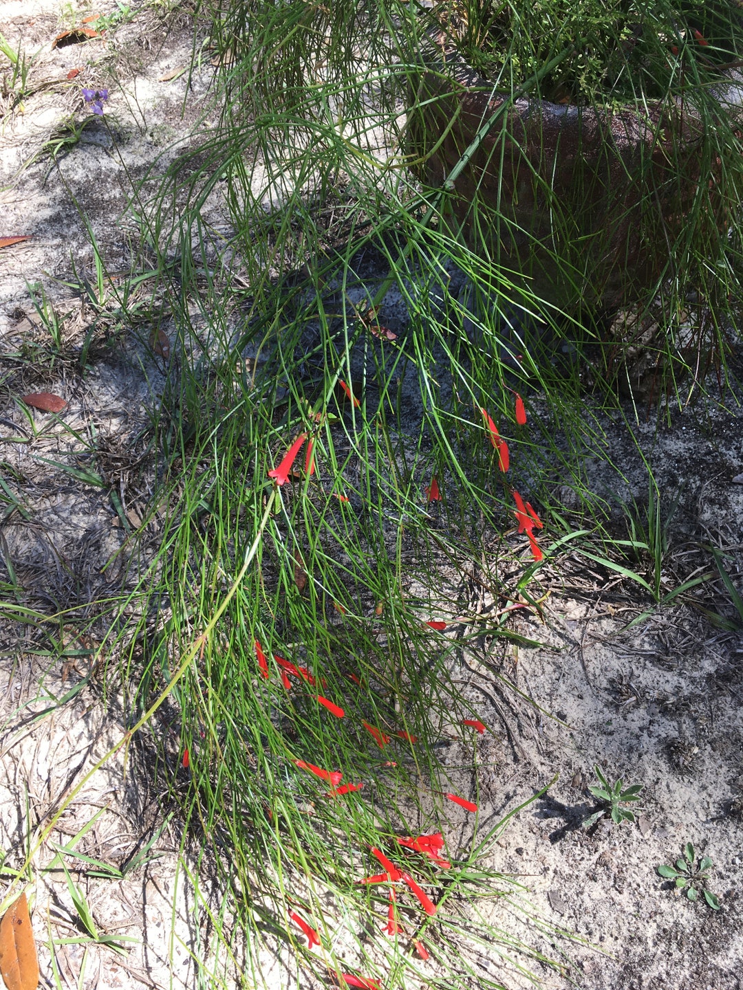 Firecracker Plant I Live Plants I Russelia Equisetiformis I Vibrant Red ...