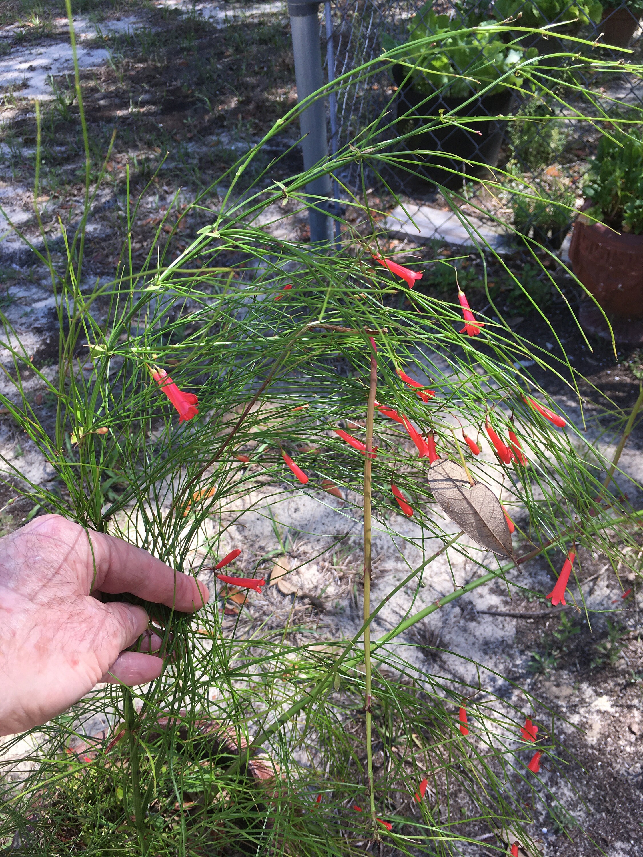 Firecracker Plant I Live Plants I Russelia Equisetiformis I Vibrant Red ...