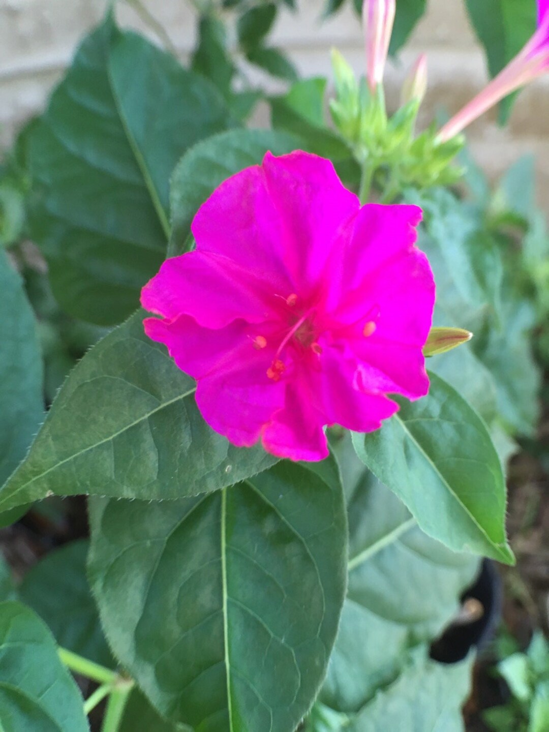 Four O'clock Plant mirabilis Jalapa Flowering Perennial, Rhizome tuber ...