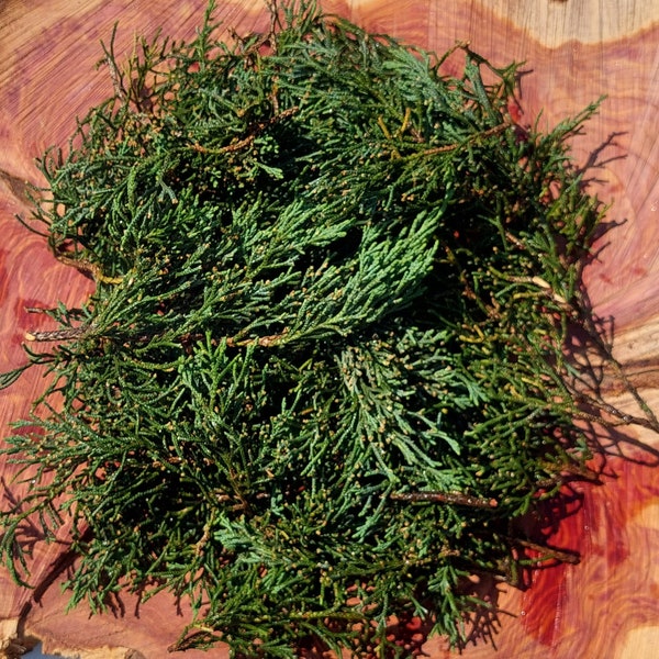 Eastern Red Cedar Tree - Etsy